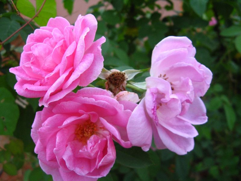 How to Make Rose Oil : 5 Steps (with Pictures) - Instructables