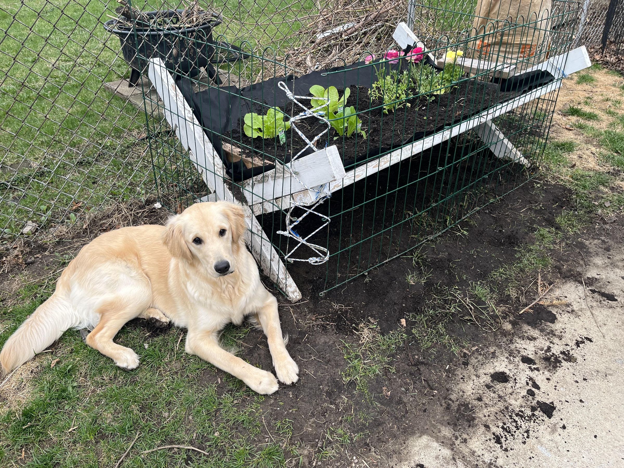 Collapsable Raised Garden Bed : 8 Steps (with Pictures) - Instructables