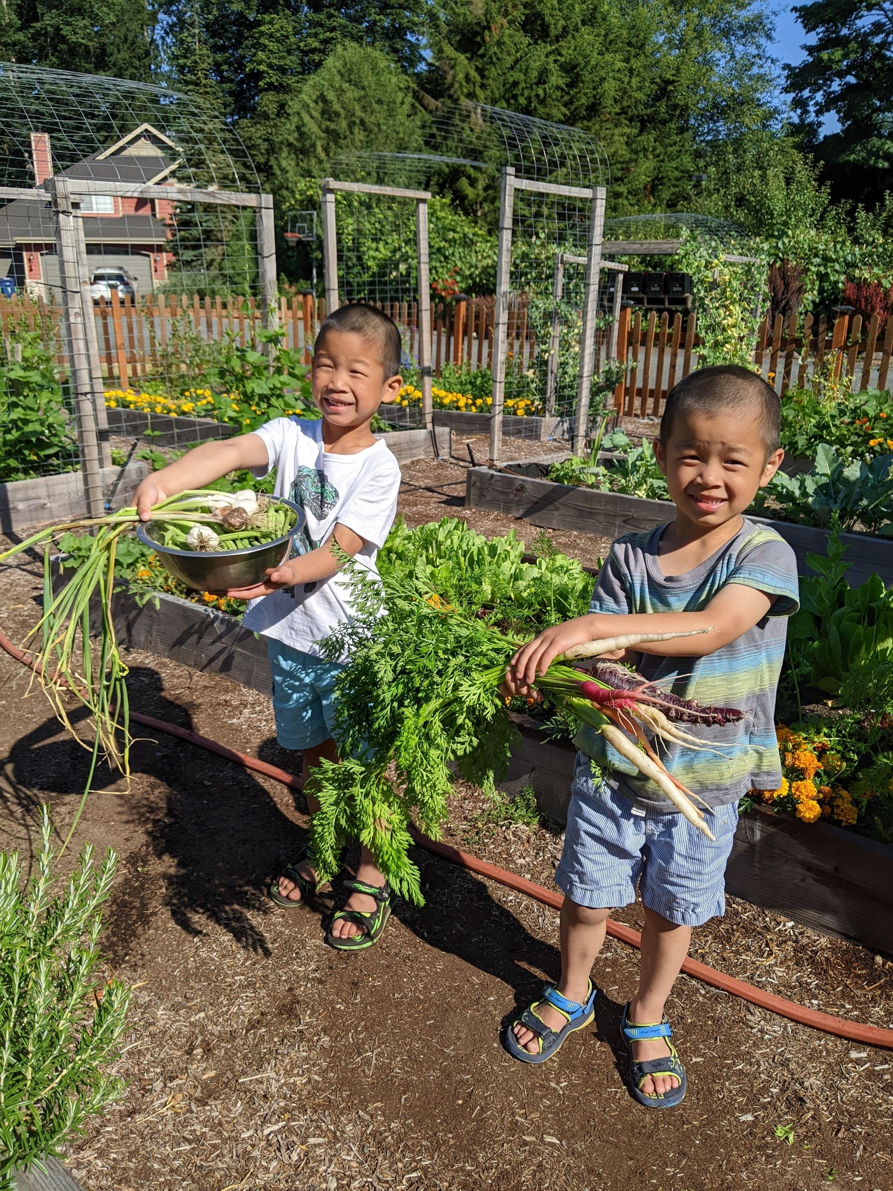 DIY: Transforming My Front Yard From Grass to a Vegetable Garden : 8 ...