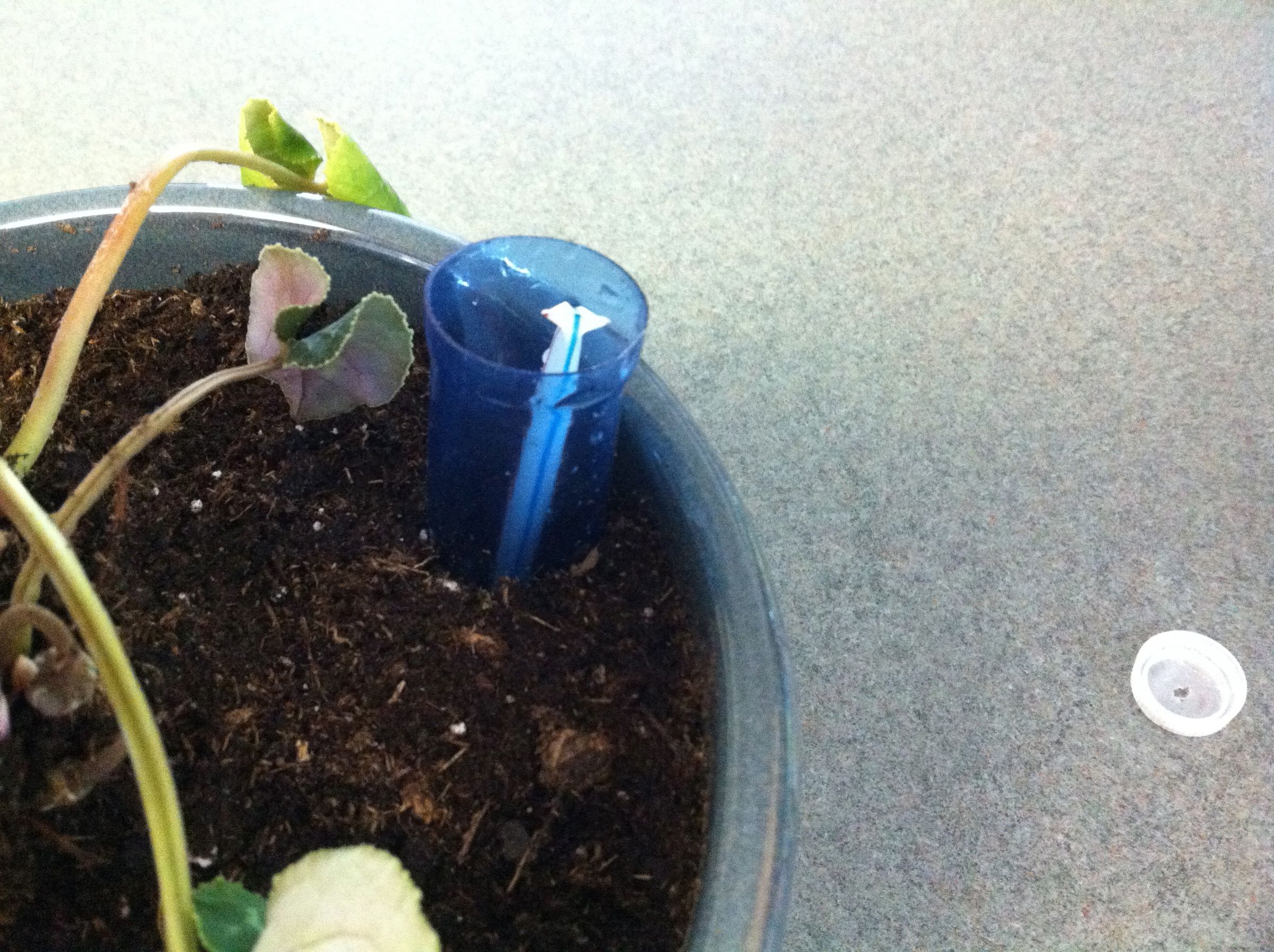 Self Watering House Plant (with Water Level Indicator) : 5 Steps ...