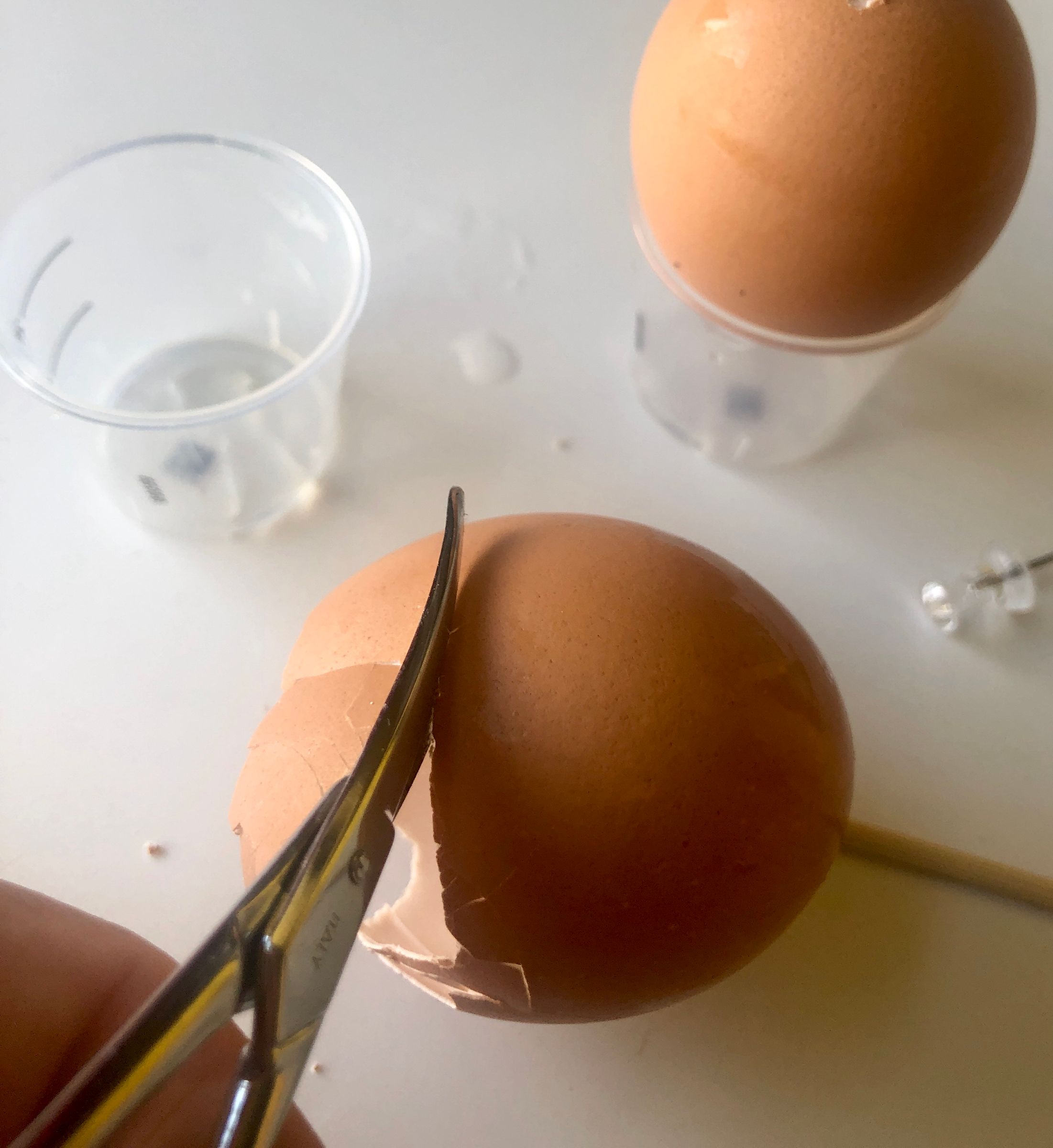 Make a Micro Eggshell Planter Out of Cement for Tiny Succulent Plants ...