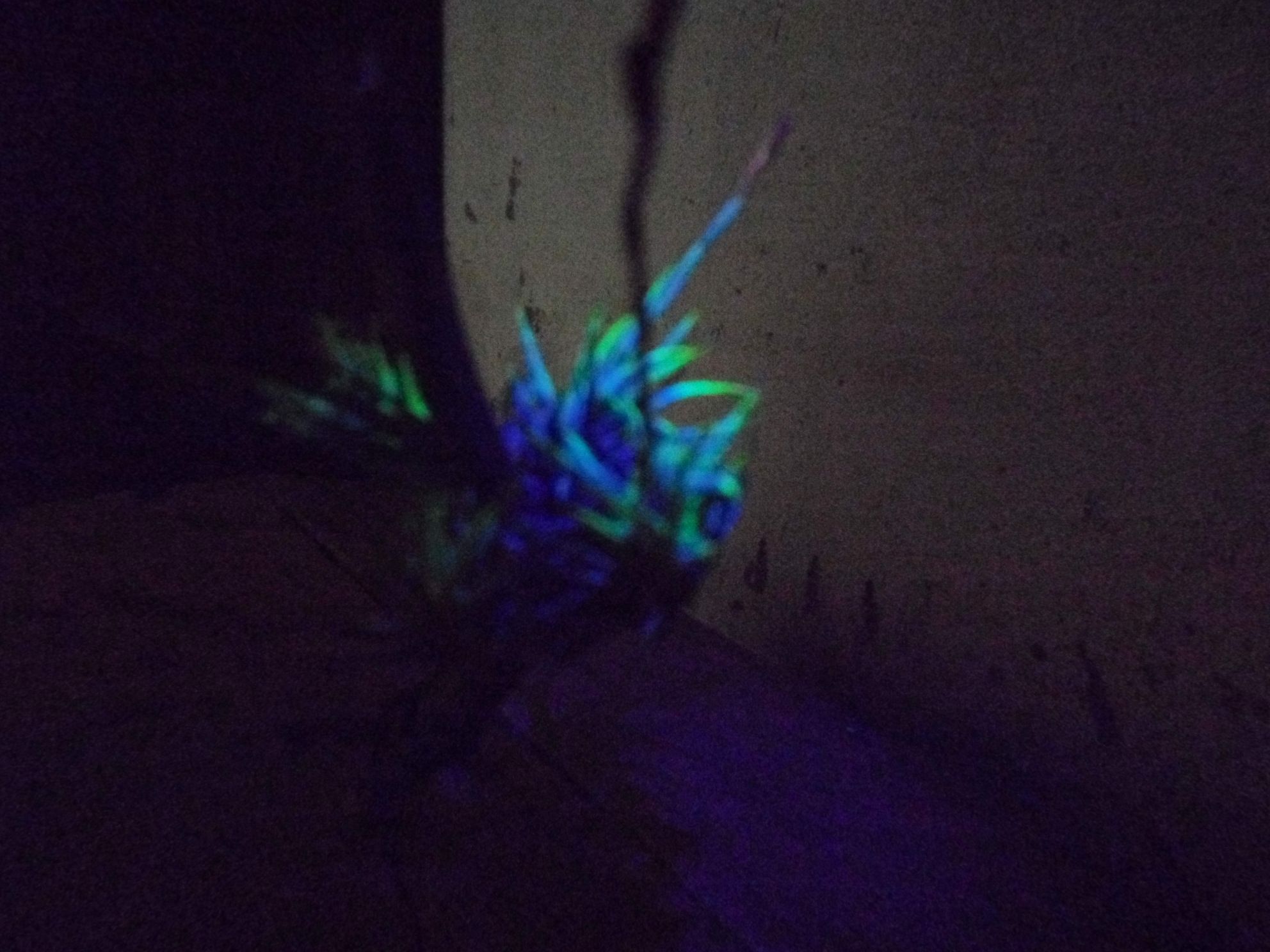 Create Your Own Fluorescent Plant : 7 Steps - Instructables