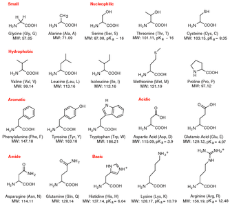 How to Draw Peptide Chains : 18 Steps (with Pictures) - Instructables