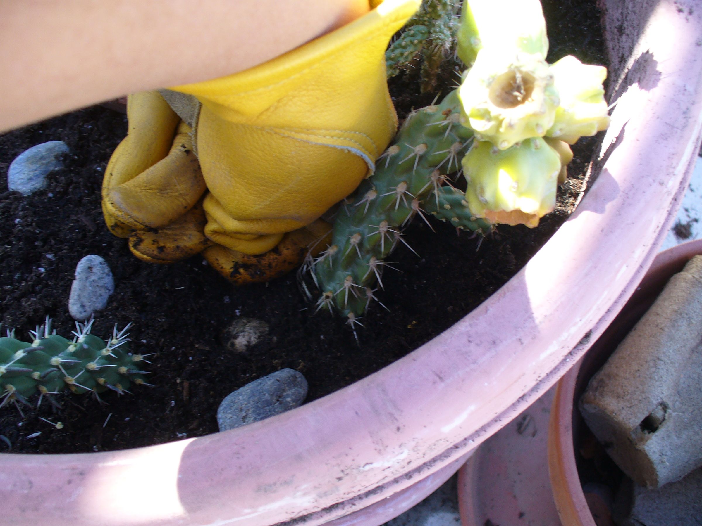 How to Make a Cactus Container Garden : 4 Steps - Instructables