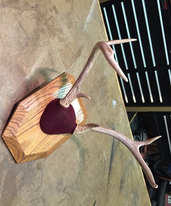 Mounted Deer Antlers : 10 Steps (with Pictures) - Instructables