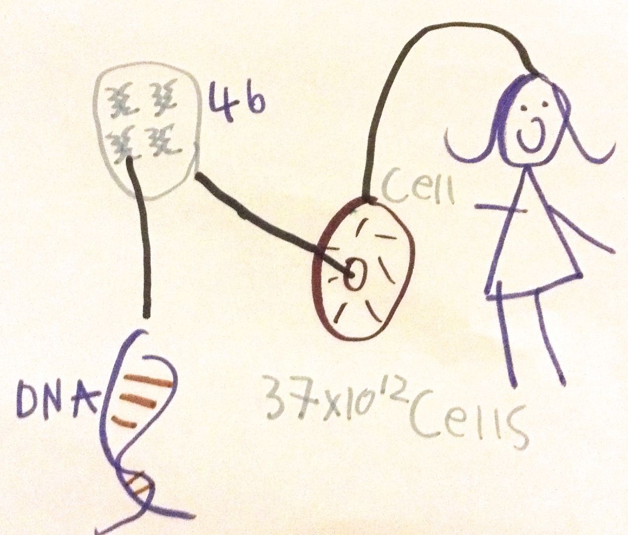 How to Extract Your Own DNA at Home : 7 Steps - Instructables