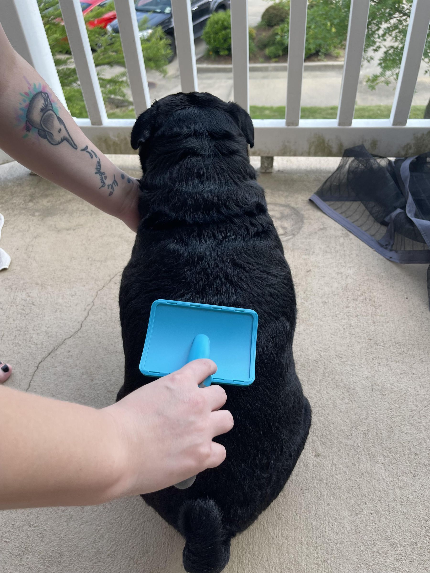 How to Groom Your Pug : 13 Steps (with Pictures) - Instructables