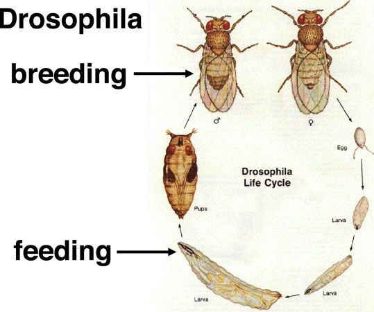 Fruit Fly Fix - Instructables