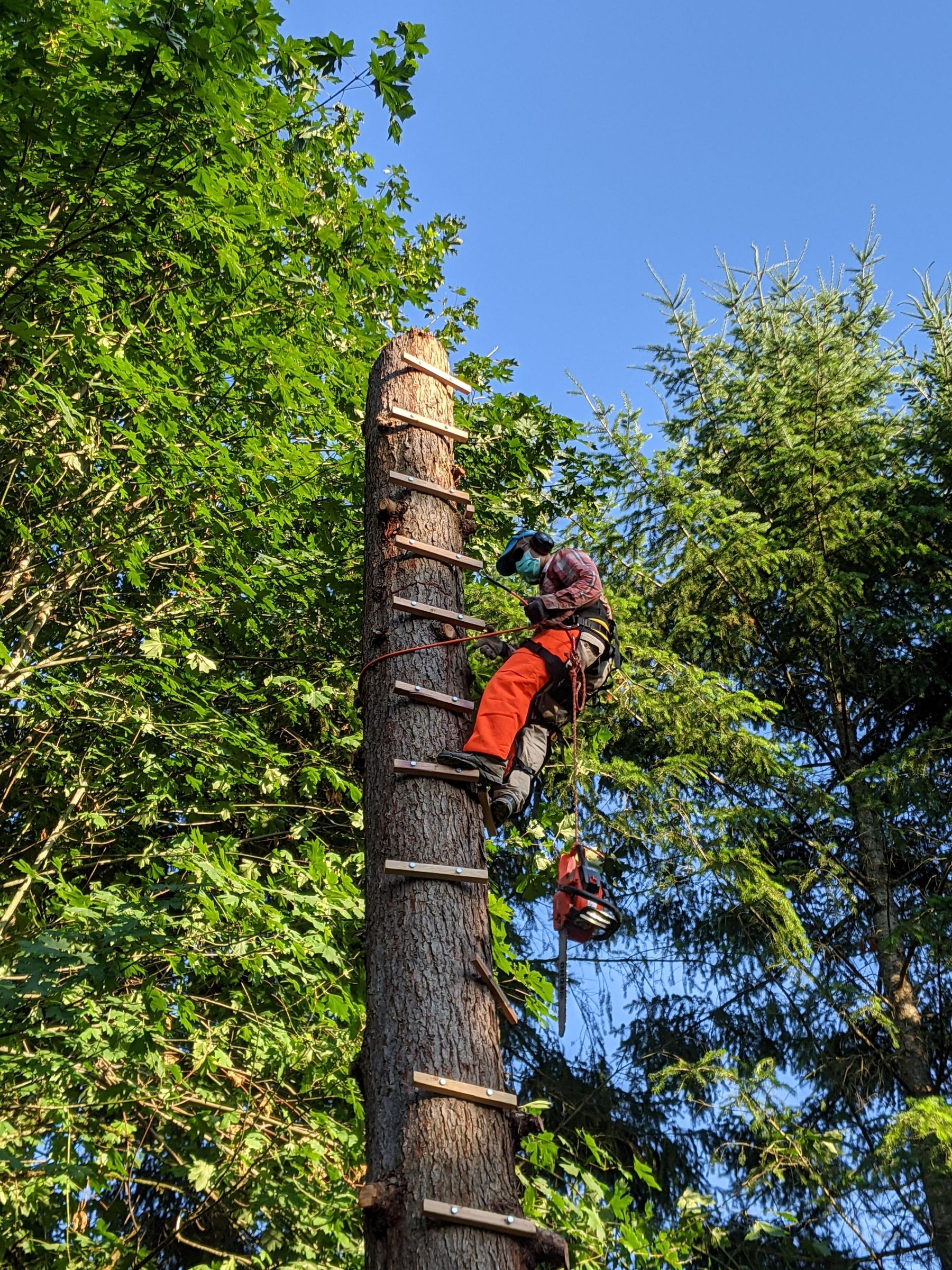 DIY: Build a Ladder and Cut the Tree - Removing Large Trees Near Fences ...