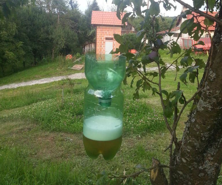 How to Make a Bug Trap (mosquitos,wasps,hornets...) : 4 Steps ...