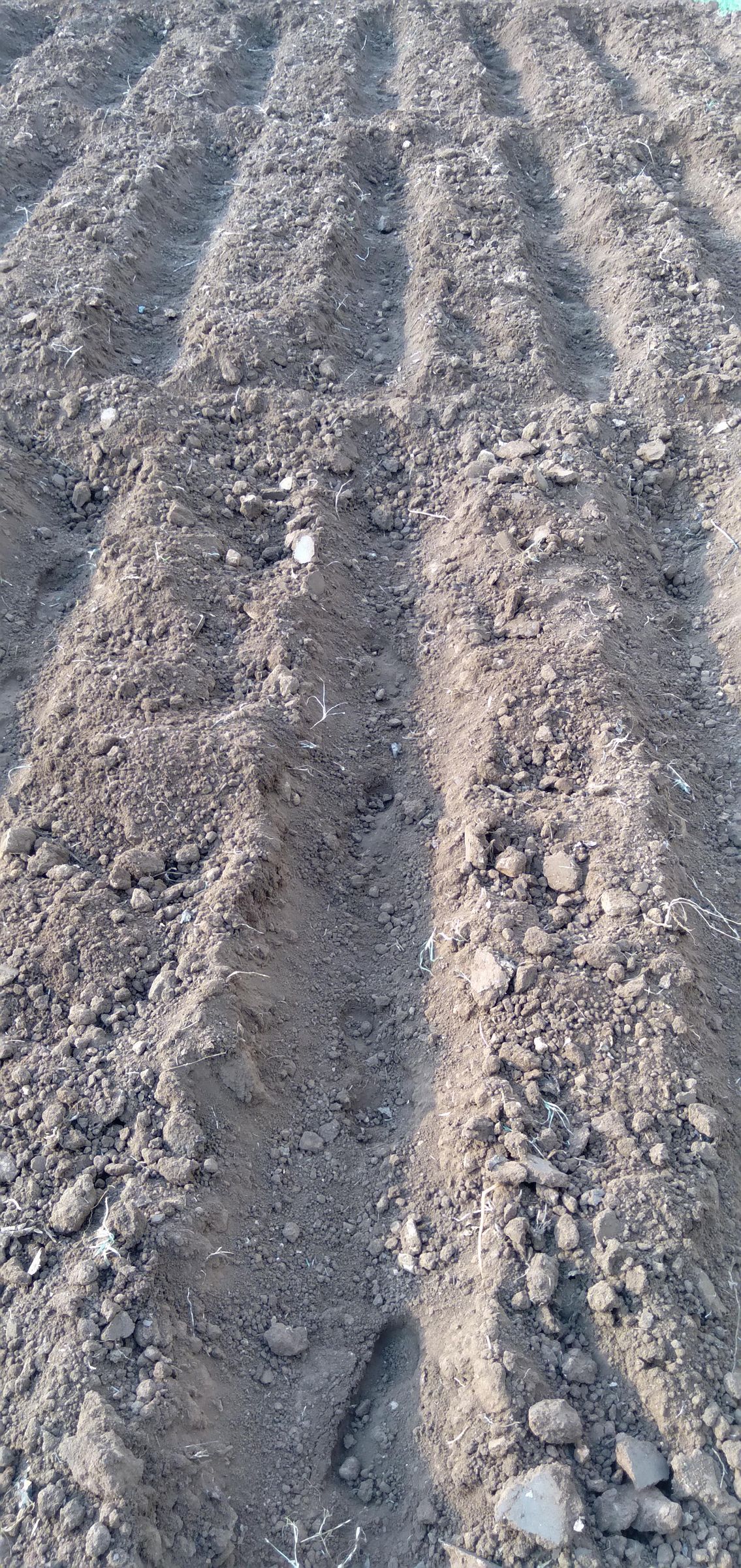 Vegetable Garden (Backside of My Home) : 8 Steps - Instructables