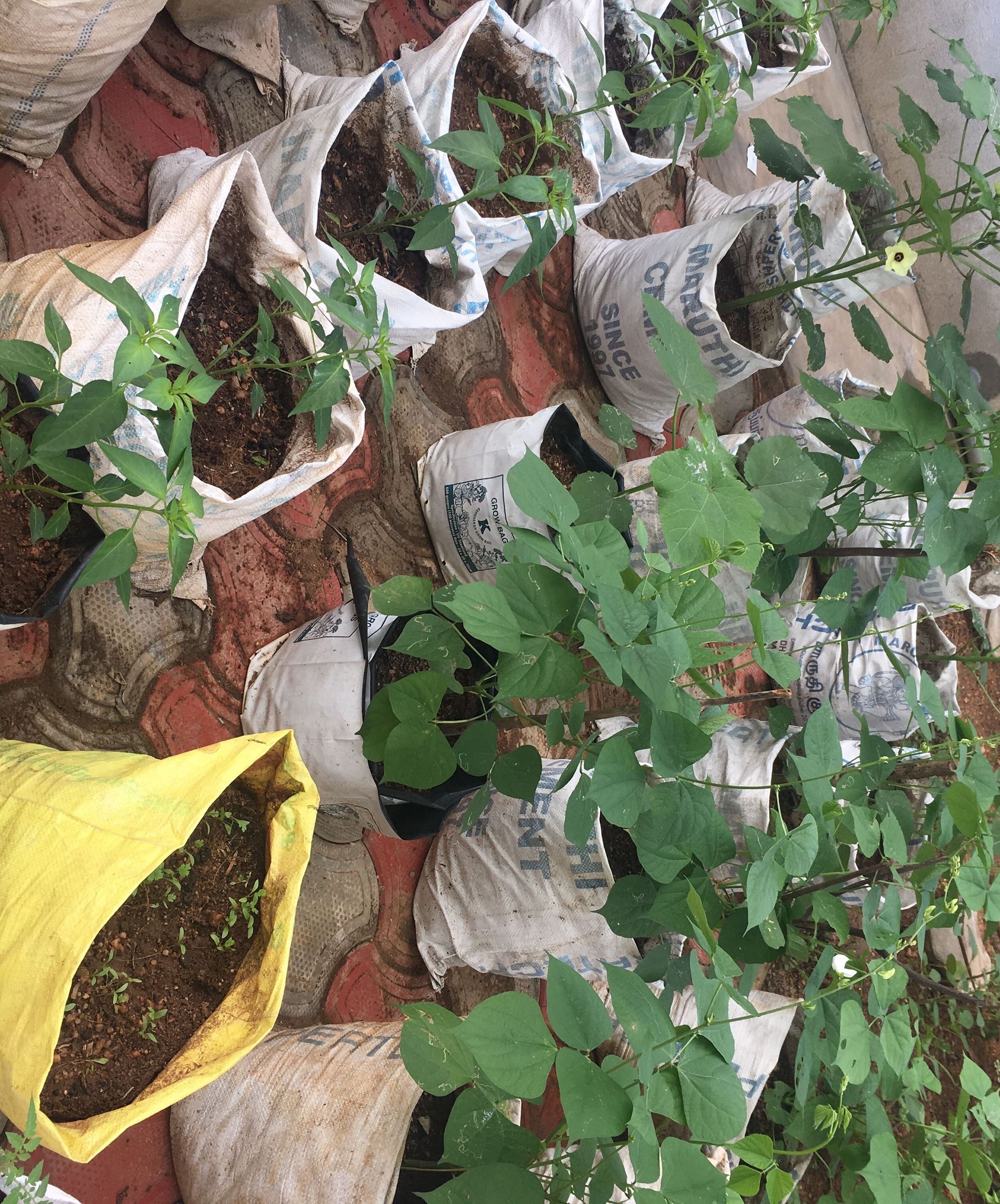 SACKS HOME GARDEN : 10 Steps (with Pictures) - Instructables