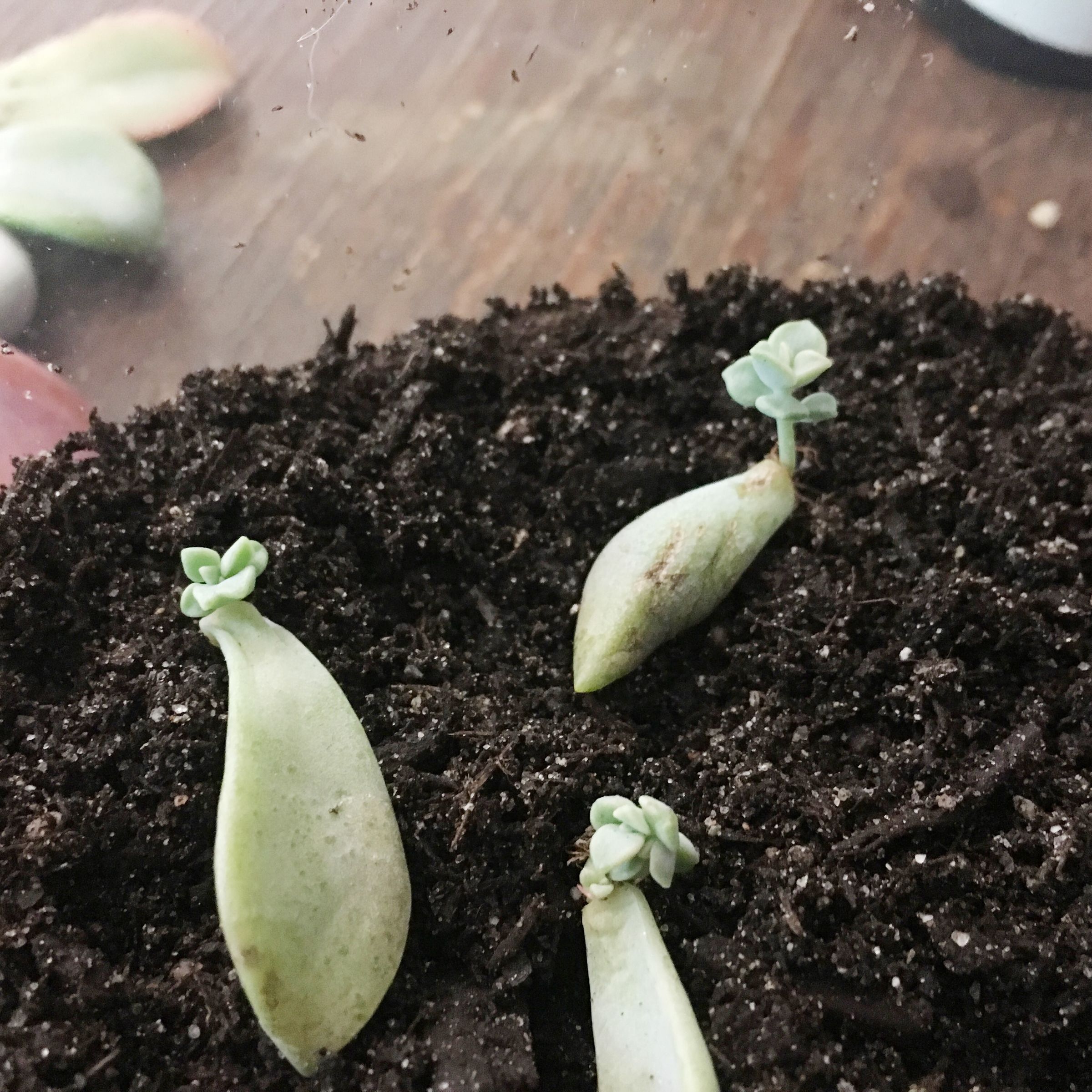 Easy Succulent Propagation : 6 Steps (with Pictures) - Instructables