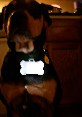 Glow Bone! LED Night Safety Dog Collar Doohickey : 5 Steps (with ...