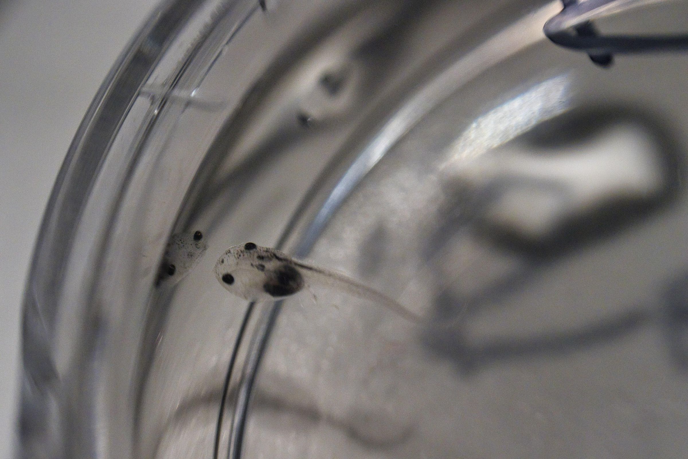 Turn Any Manual Lense to Macro Lenses (with 3D Printer) : 5 Steps (with ...