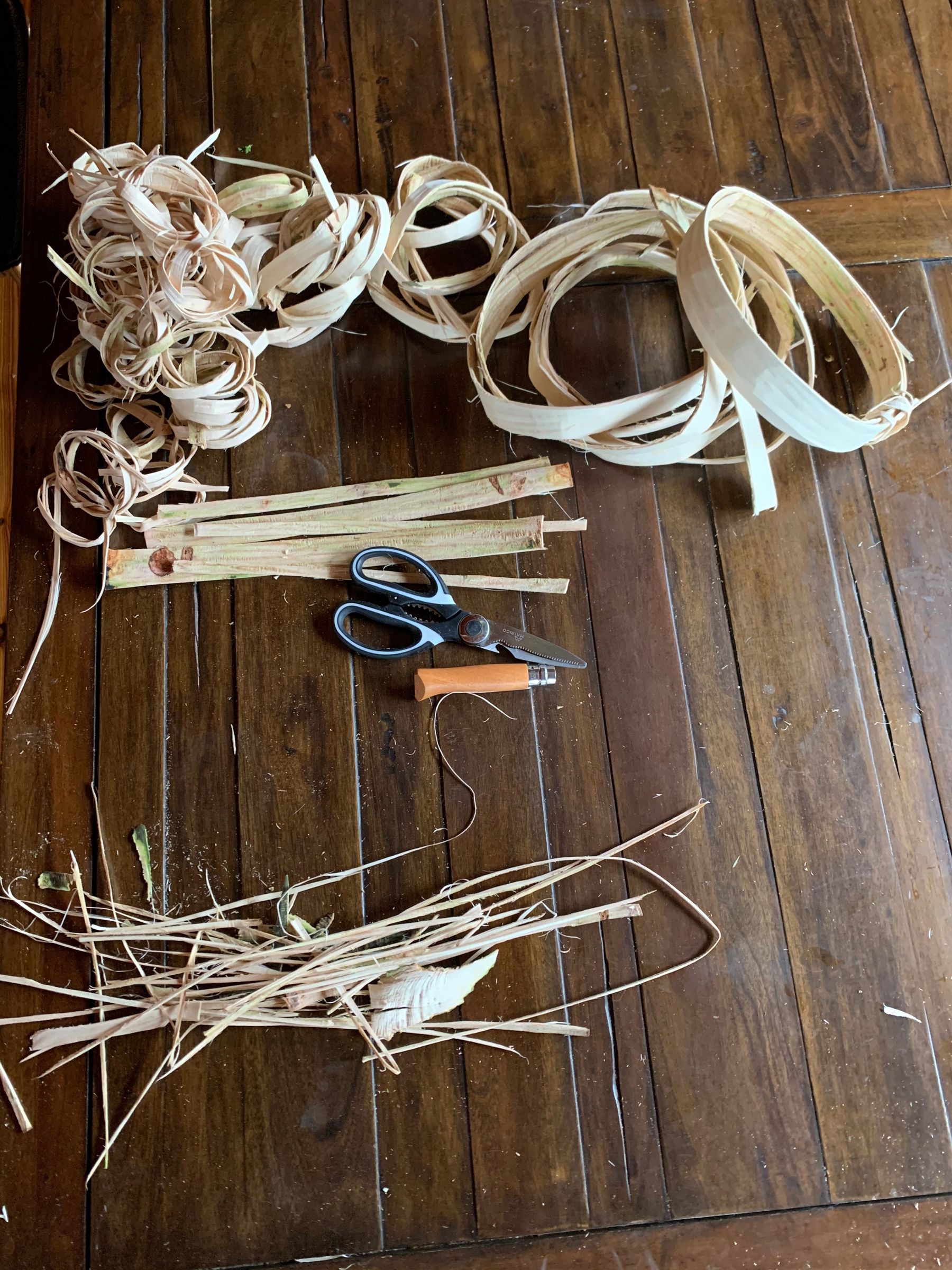 Harvesting Bark From Downed Trees for Baskets : 7 Steps (with Pictures ...