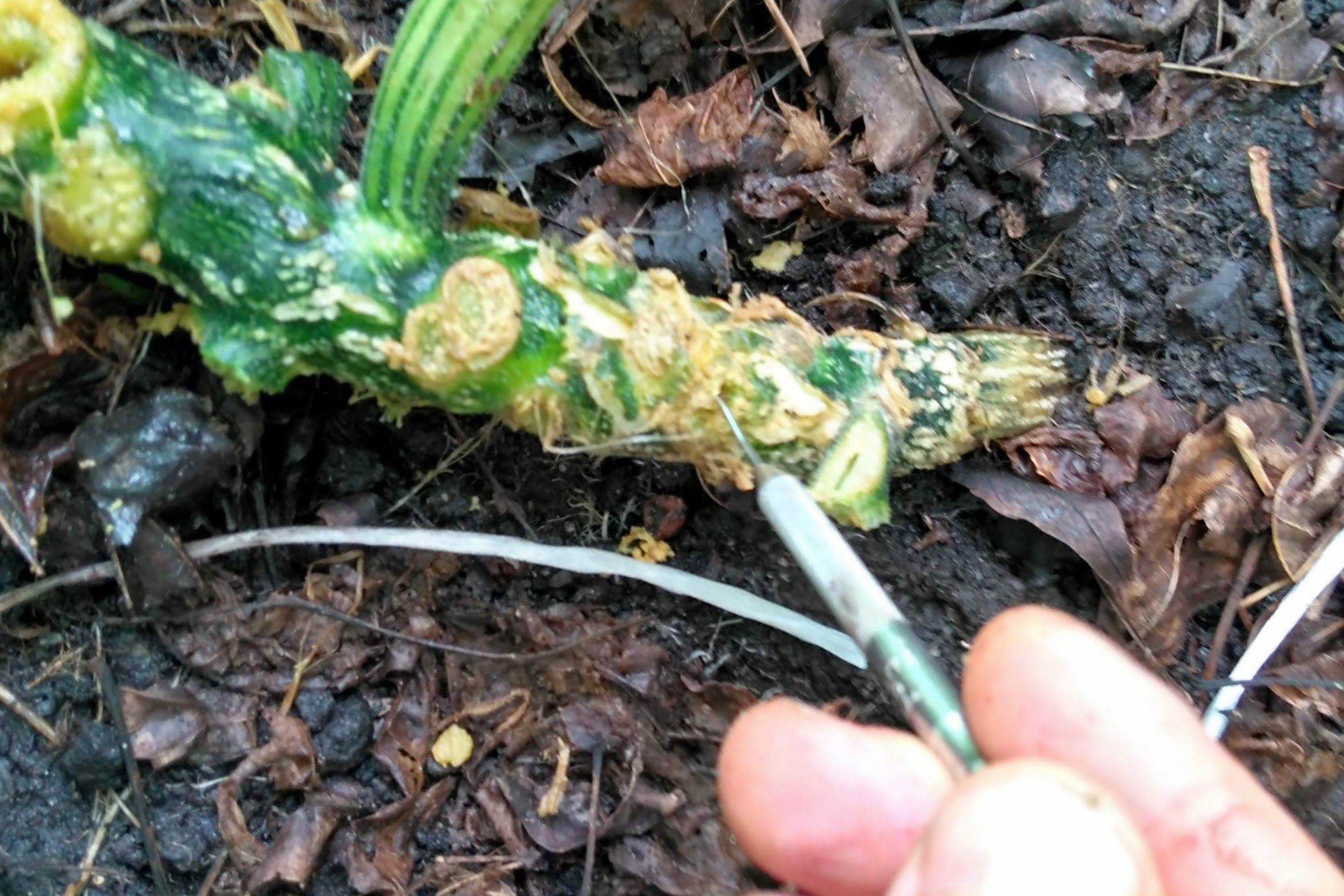 How to Hunt Vine Borers : 17 Steps (with Pictures) - Instructables