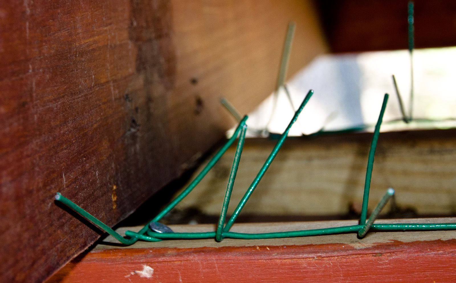DIY Bird Spikes : 7 Steps (with Pictures) - Instructables