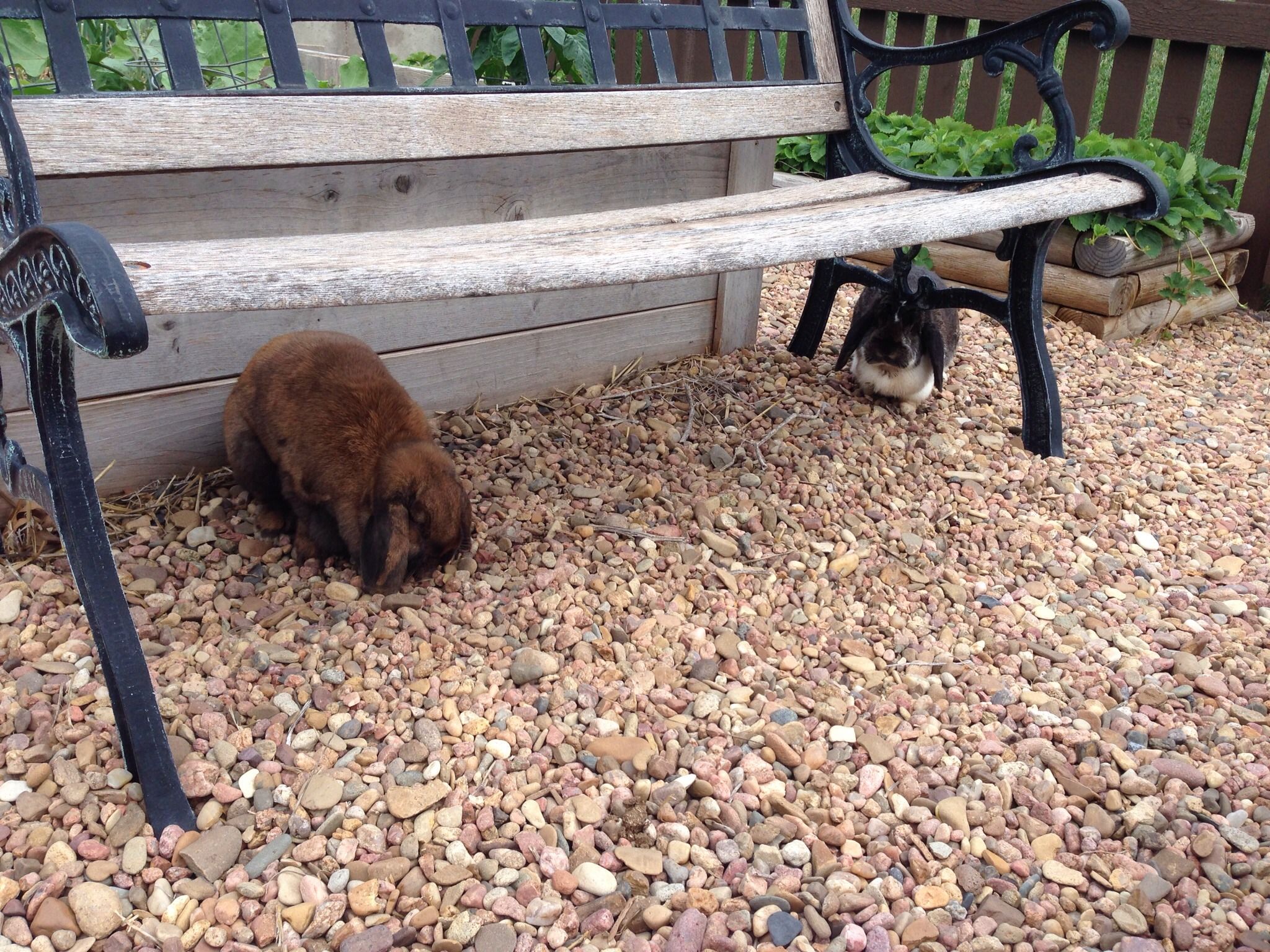 A Kid-Friendly Rabbit Hotel : 12 Steps (with Pictures) - Instructables