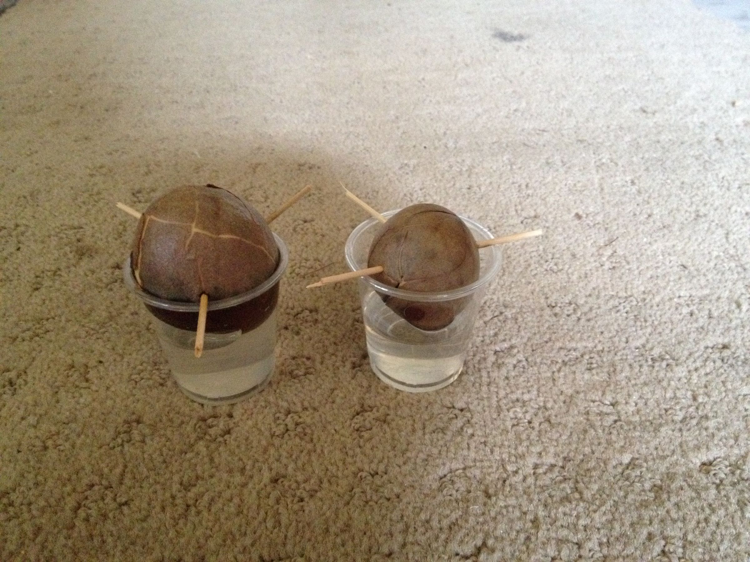 Avocado Seed Tray : 7 Steps - Instructables