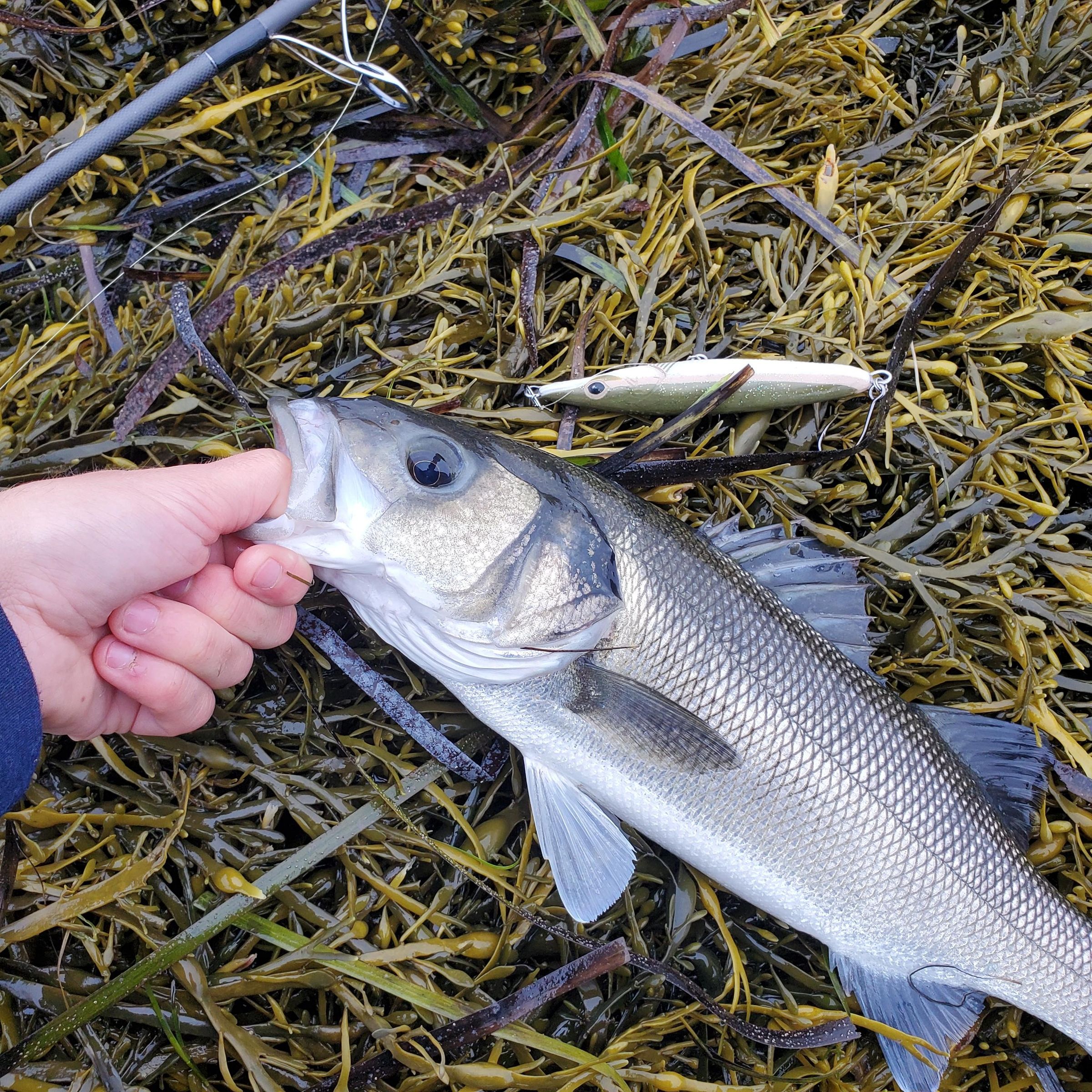 3D Printed Topwater Fishing Lure : 12 Steps (with Pictures) - Instructables