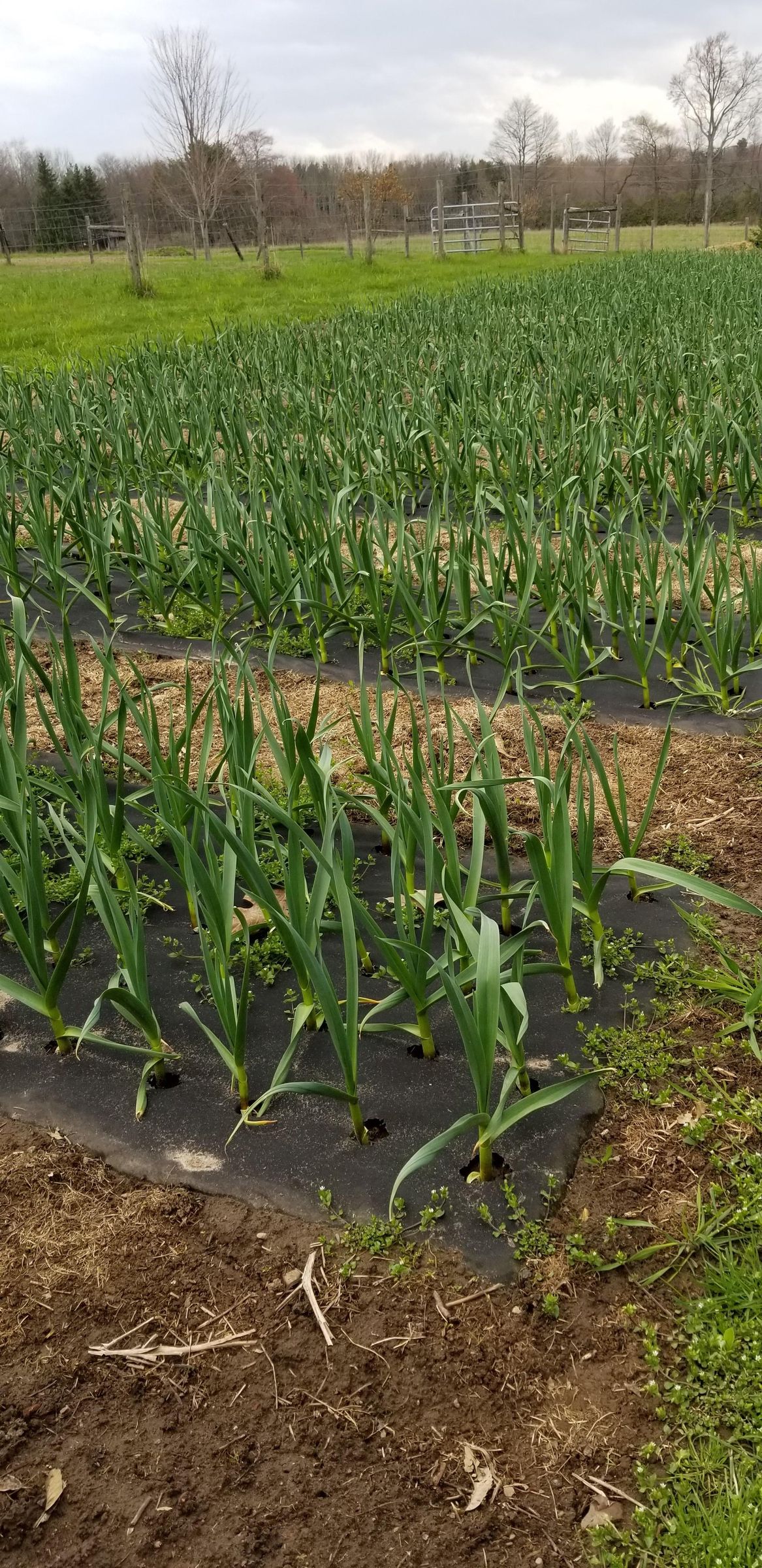 Garlic Gardening : 49 Steps (with Pictures) - Instructables