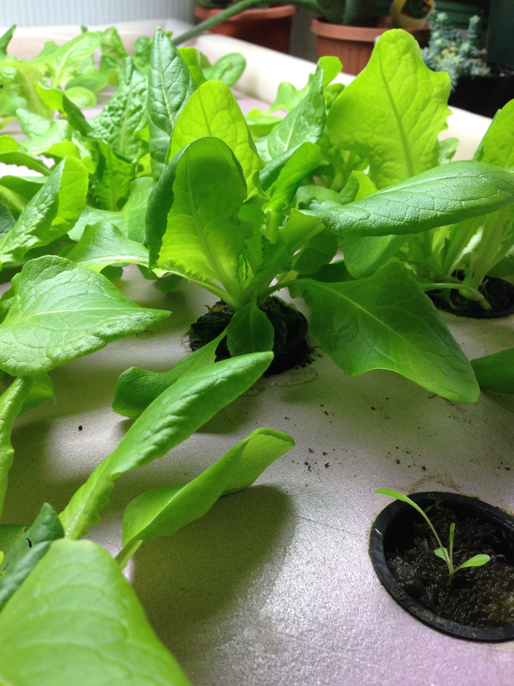 Hydroponic Raft System Update + Aquaponics - Instructables