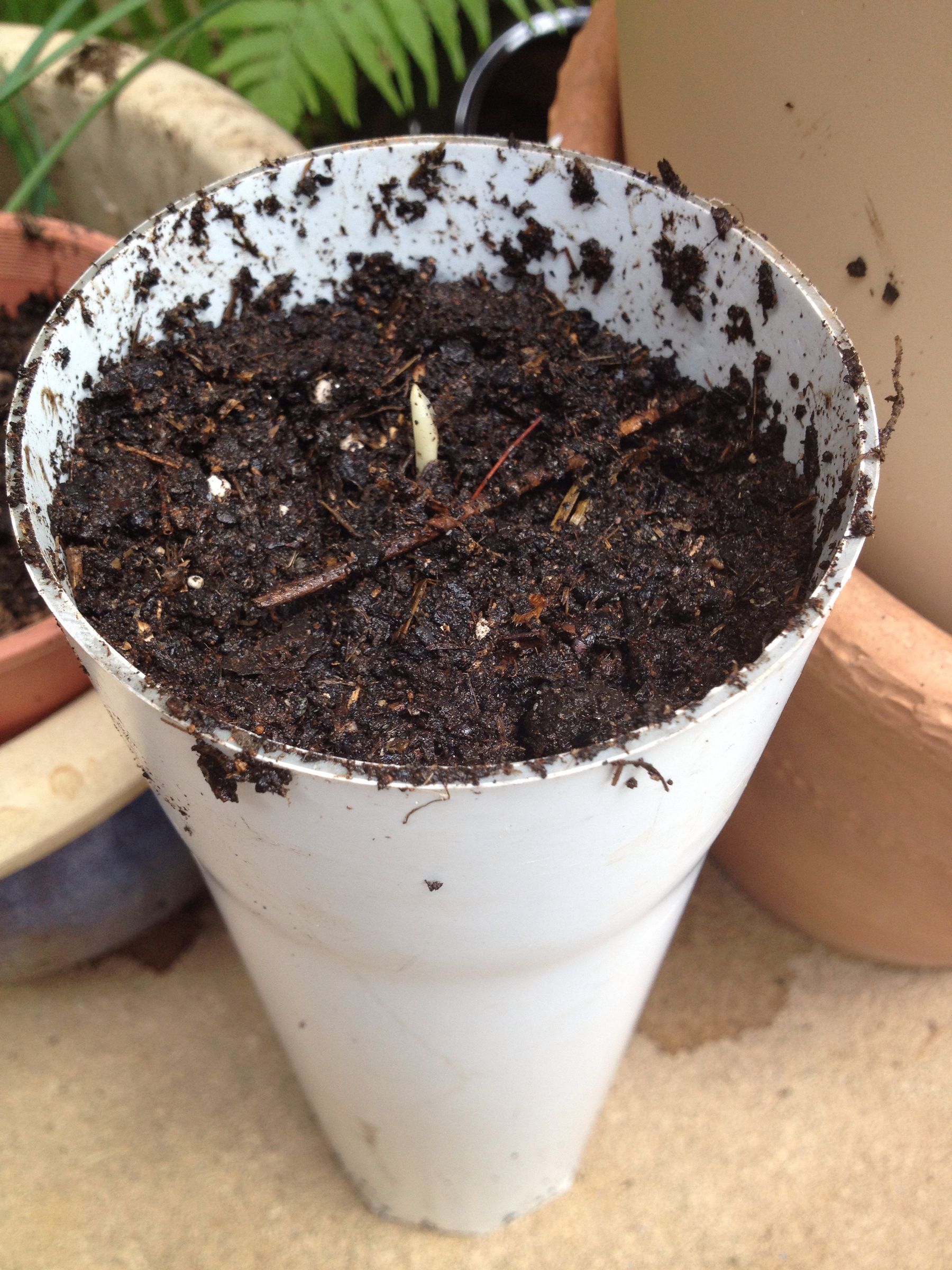 Tall Tree Pots for Date Palms or Whatever : 6 Steps - Instructables