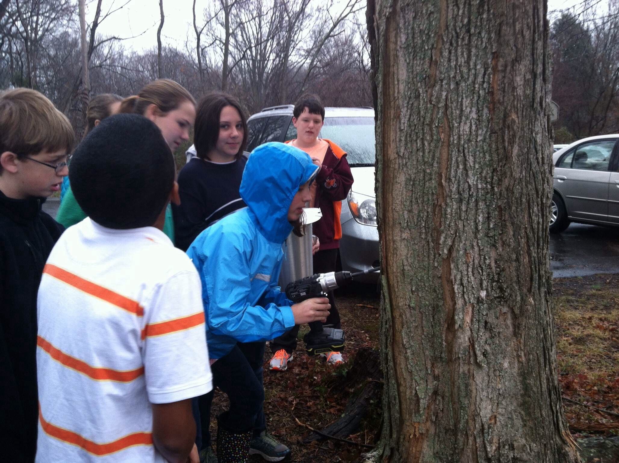 Making Maple Syrup at School: a Project for Teachers : 6 Steps ...