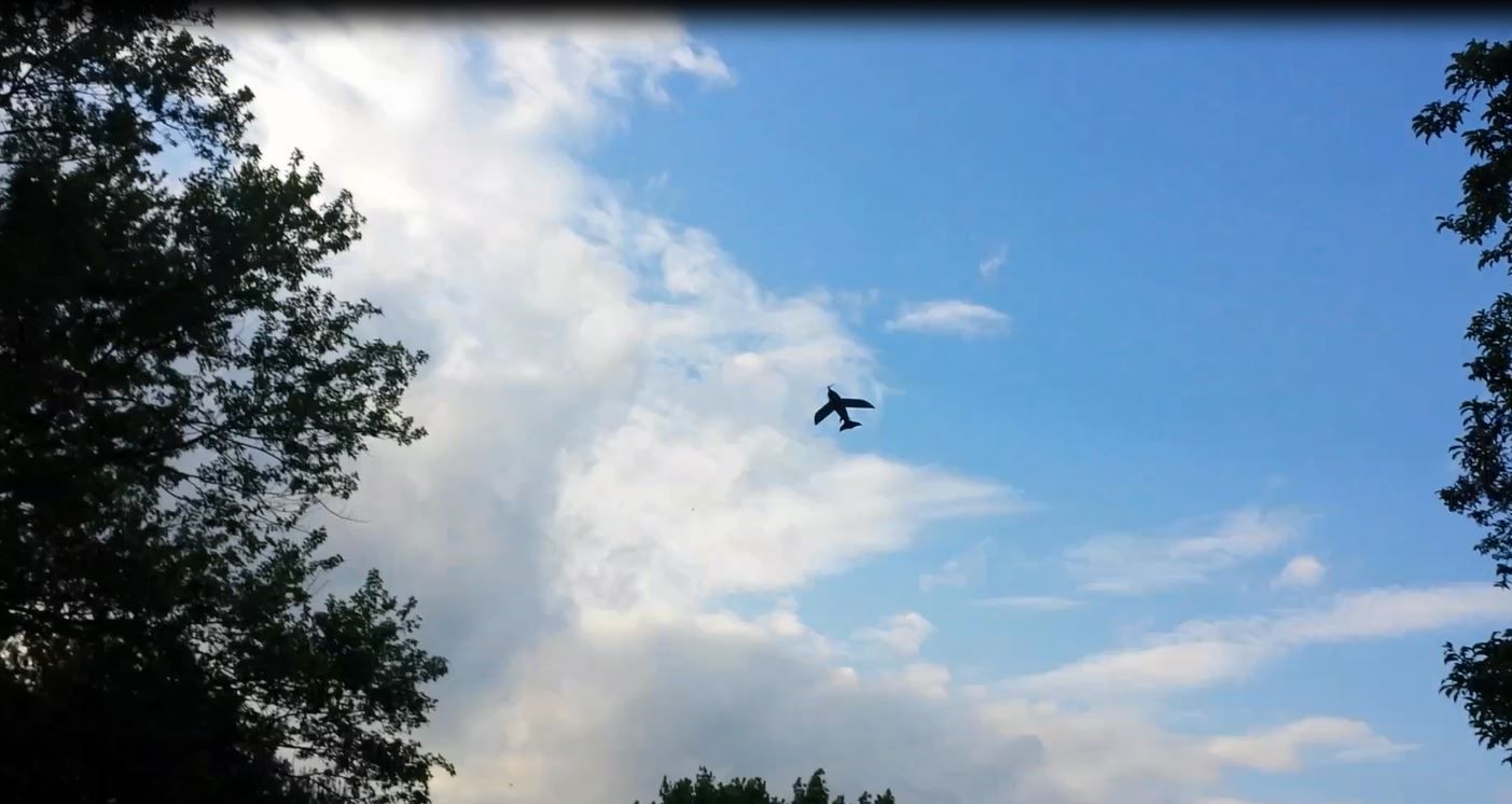 RC Airplane: Shark Style! : 23 Steps (with Pictures) - Instructables