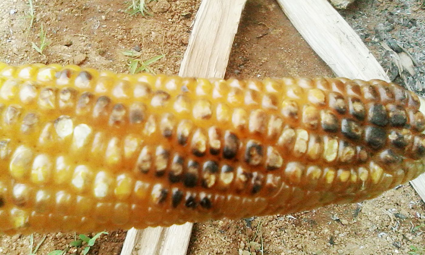 Roasting Sweet Corn the Old-fashioned Way : 5 Steps (with Pictures ...