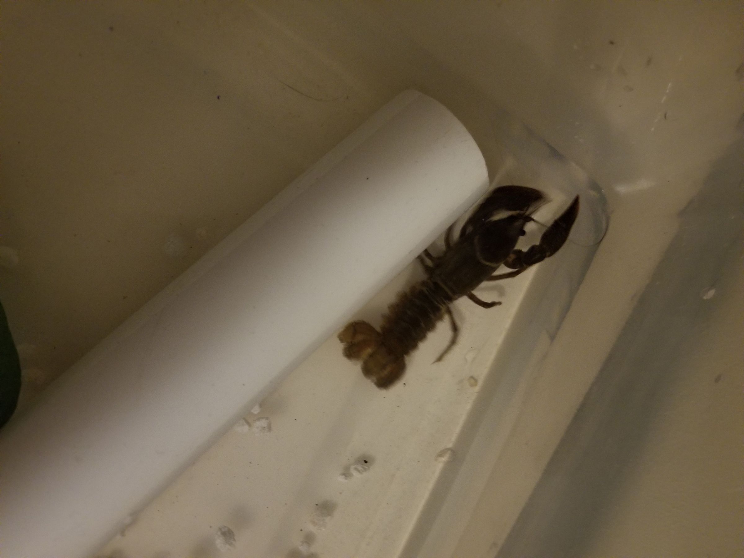 How to Catch and Care for Crawdads (a.k.a. Crayfish and Crawfish) : 4 ...