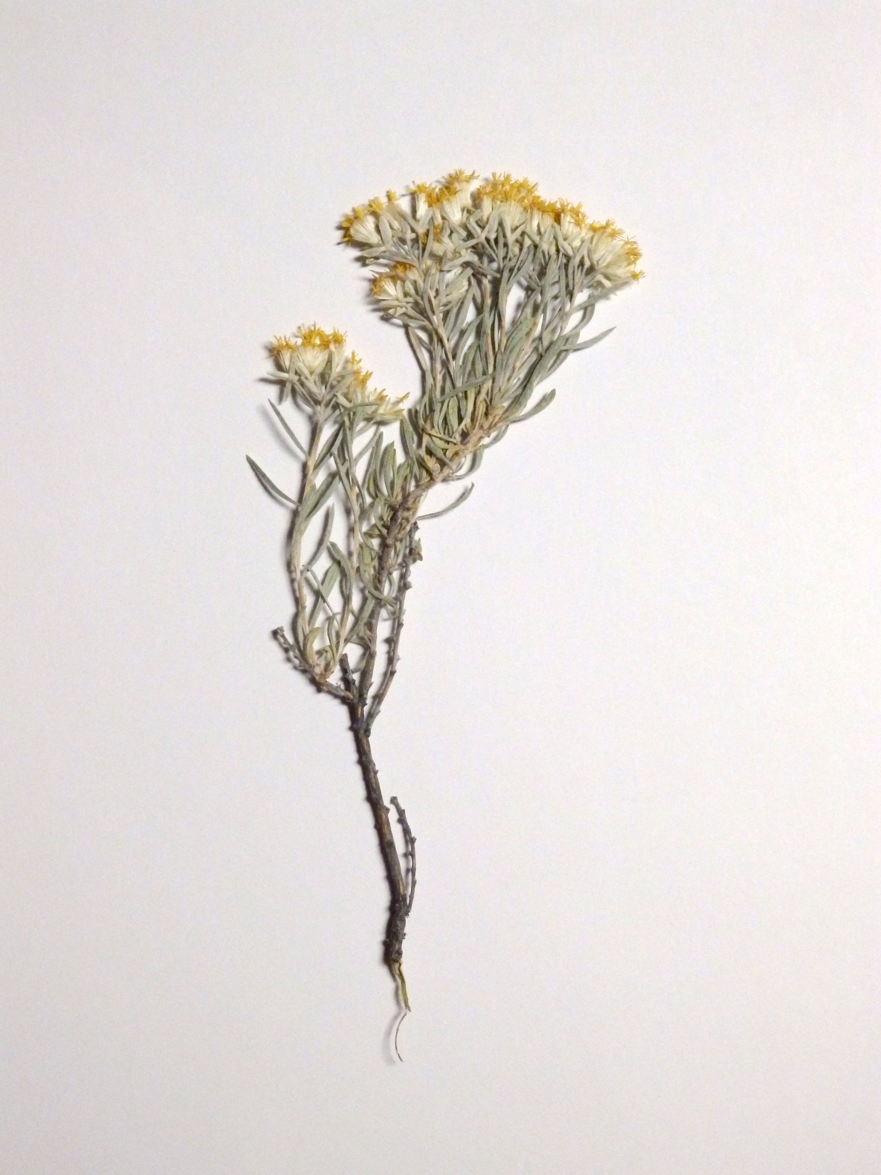 How to Mount Plants : 11 Steps (with Pictures) - Instructables