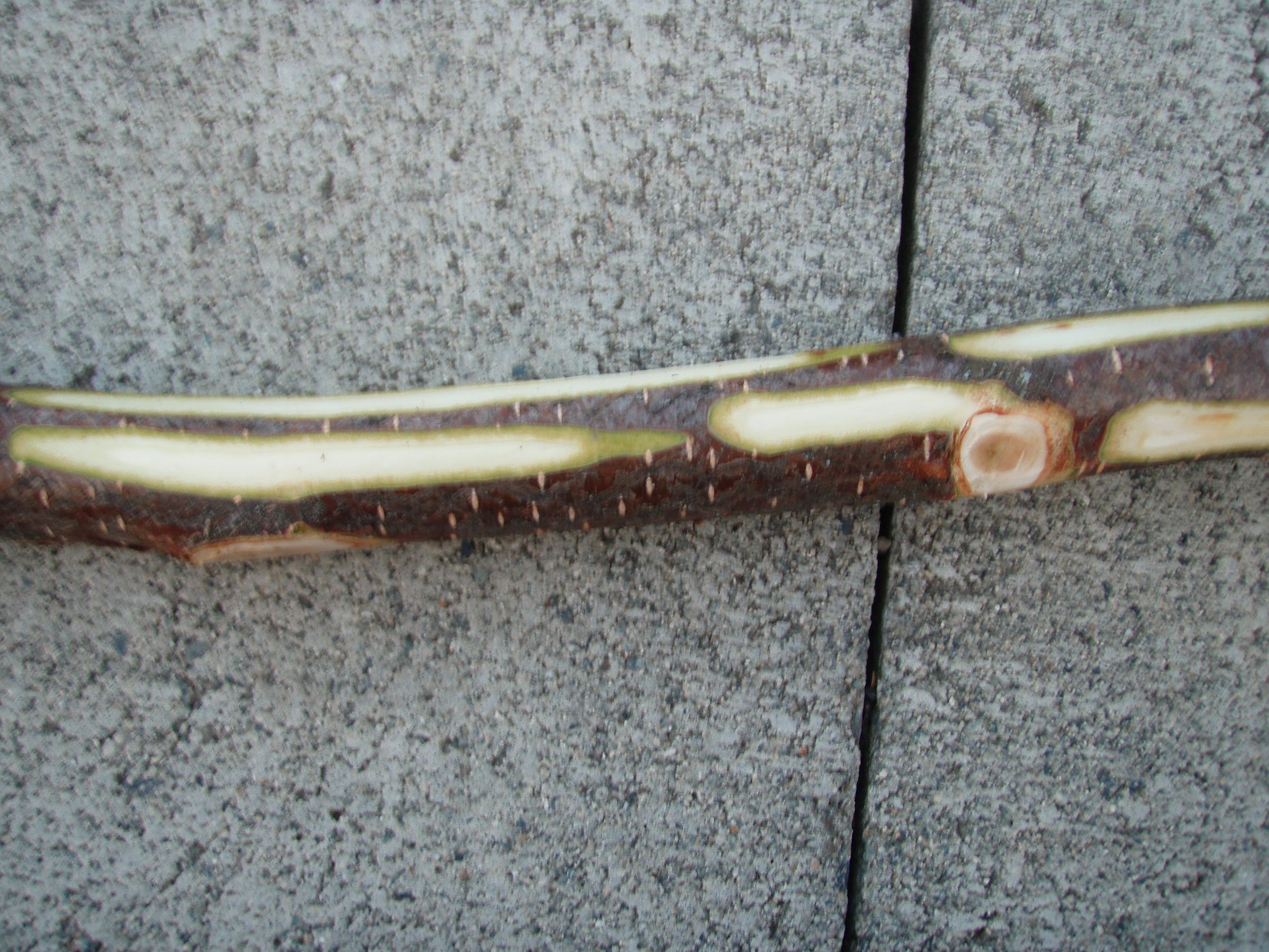 Carve a Staff / Walking Stick : 16 Steps (with Pictures) - Instructables