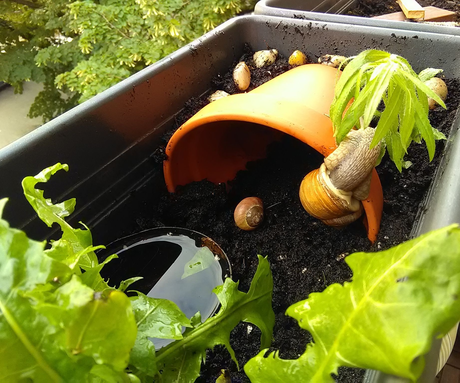 Turning a Flower Pot Into a Snail House : 8 Steps (with Pictures ...