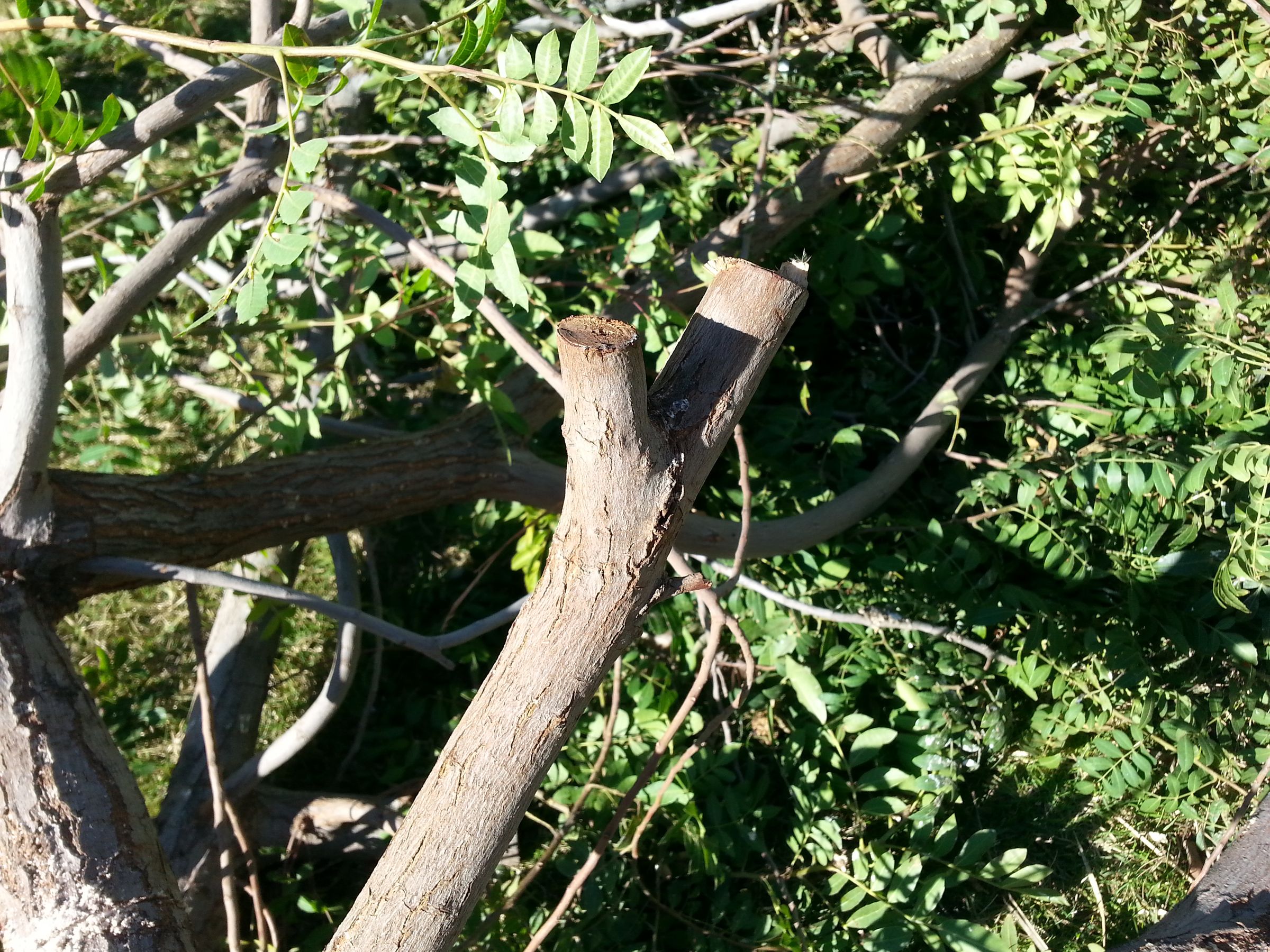 Rasp and Pepper Tree Knife : 6 Steps (with Pictures) - Instructables