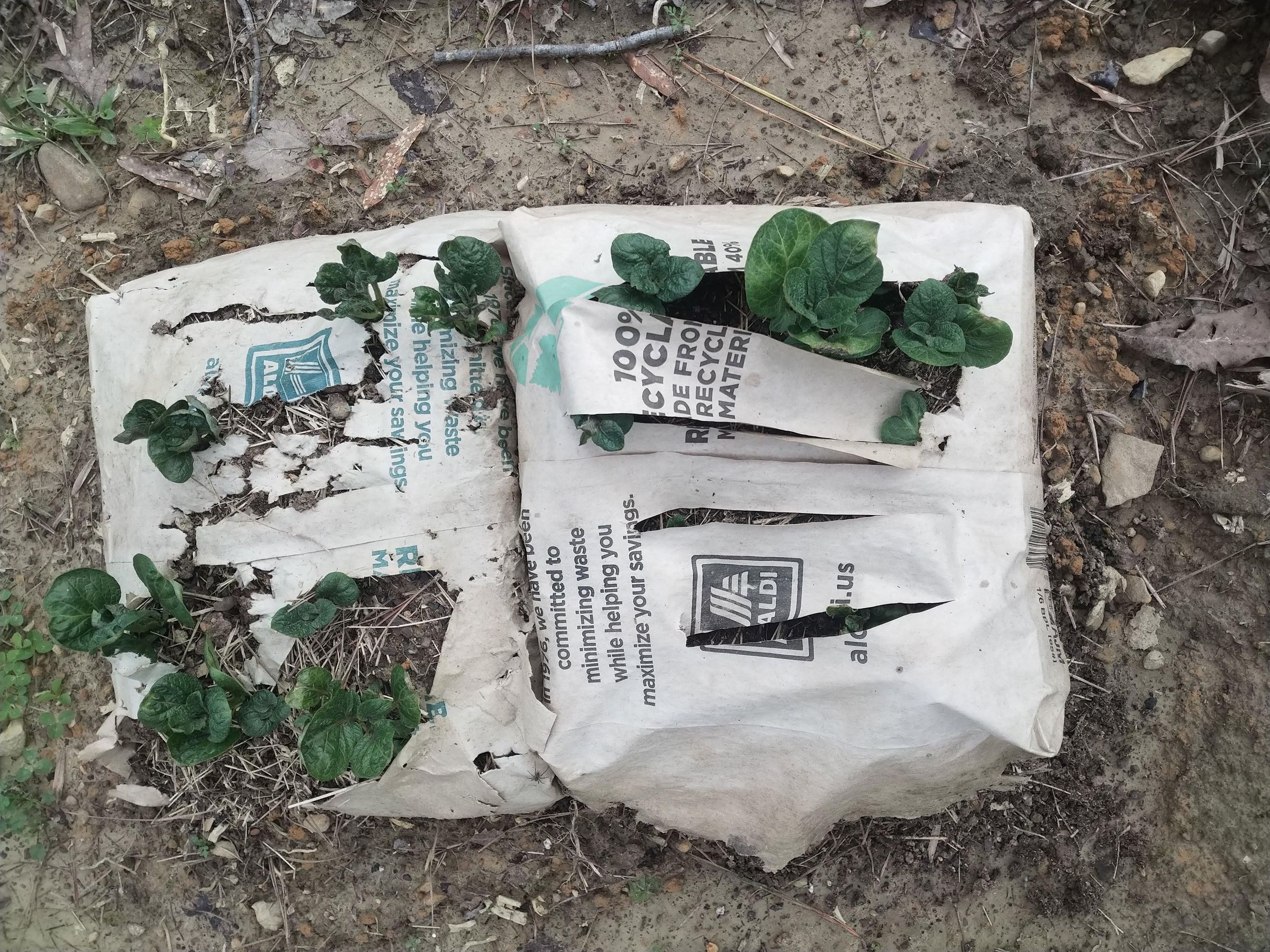 Growing Paper Bag Potatoes : 5 Steps (with Pictures) - Instructables