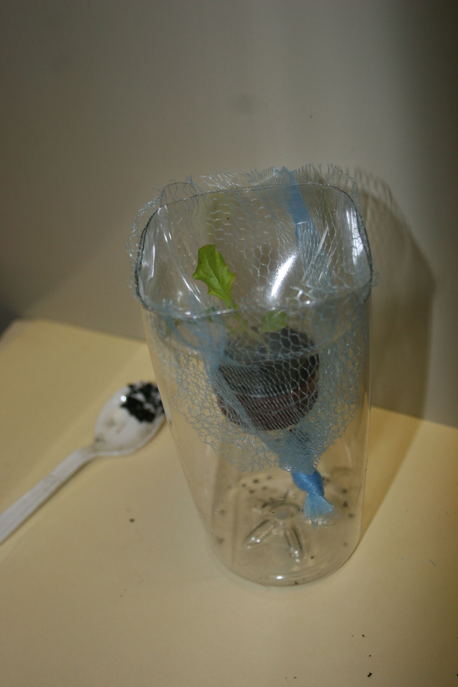 Hydroponic Lettuce Garden From Plastic Bottles (Grow Bottles) : 11 ...