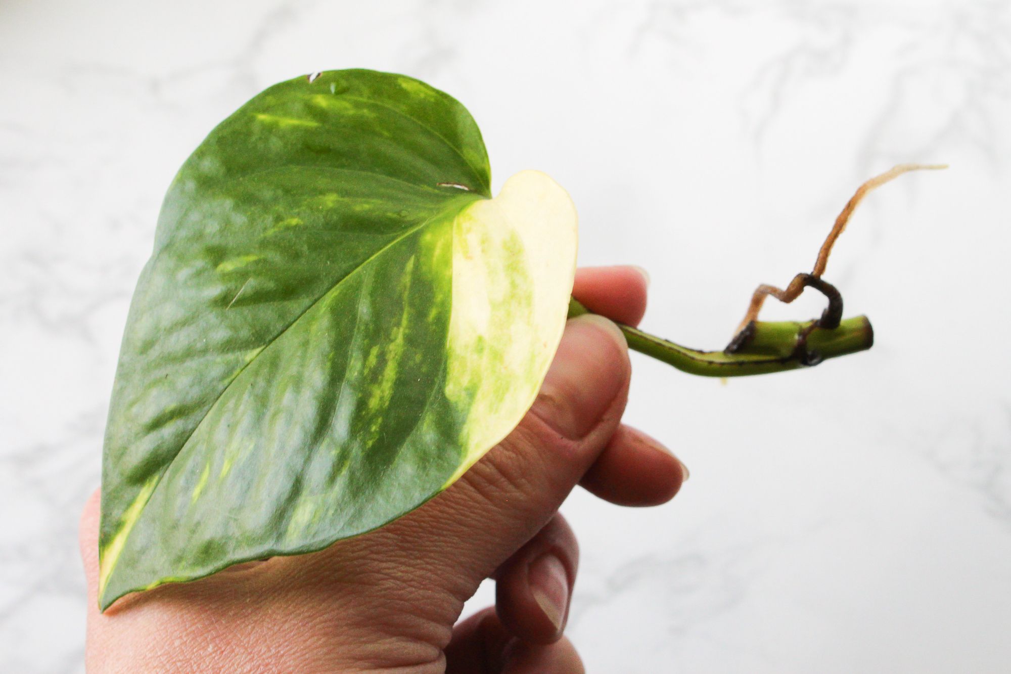 How to Propagate a Pothos Plant : 6 Steps (with Pictures) - Instructables