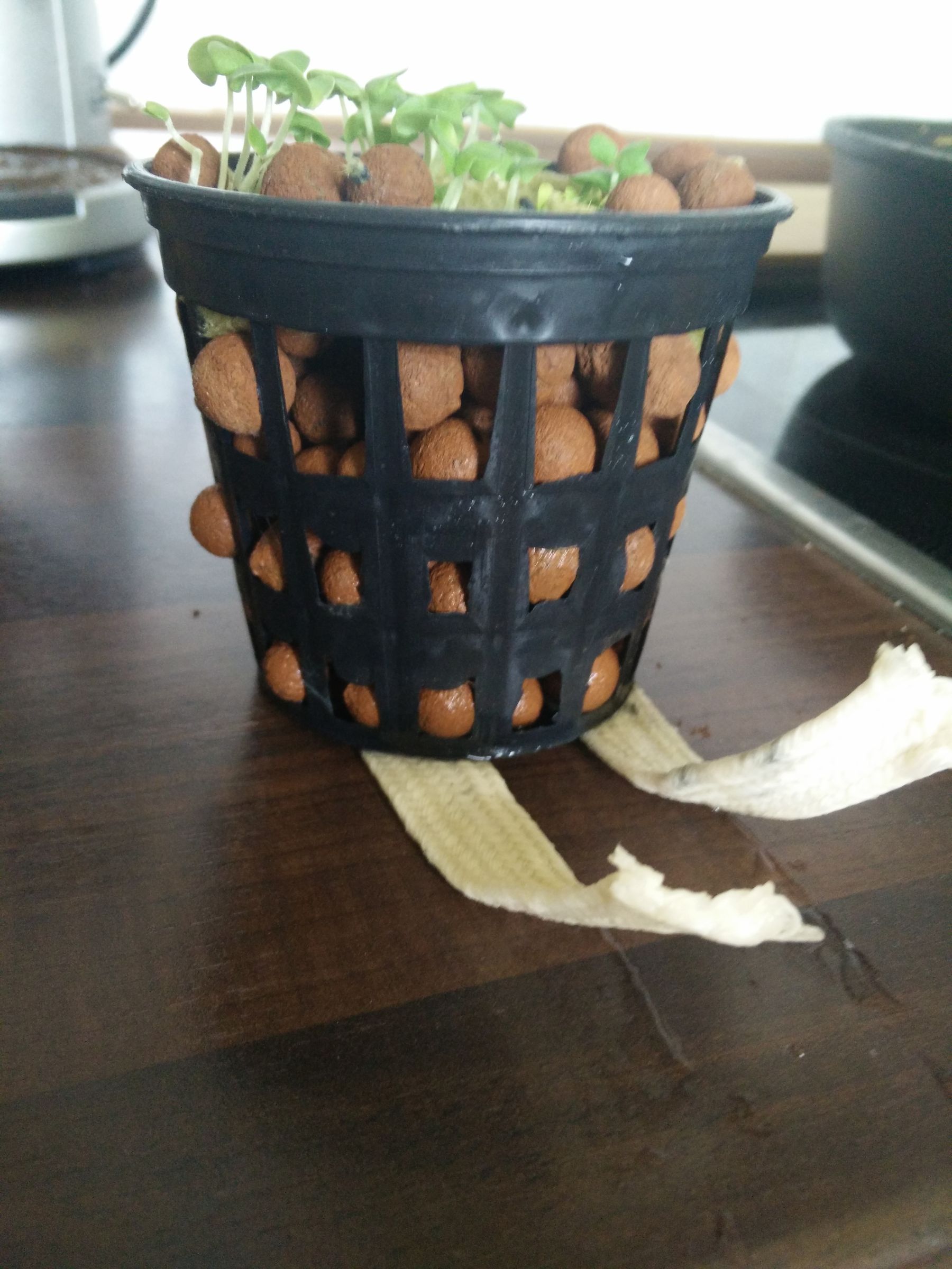 Windowsill Hydroponic Herb Garden : 5 Steps (with Pictures) - Instructables