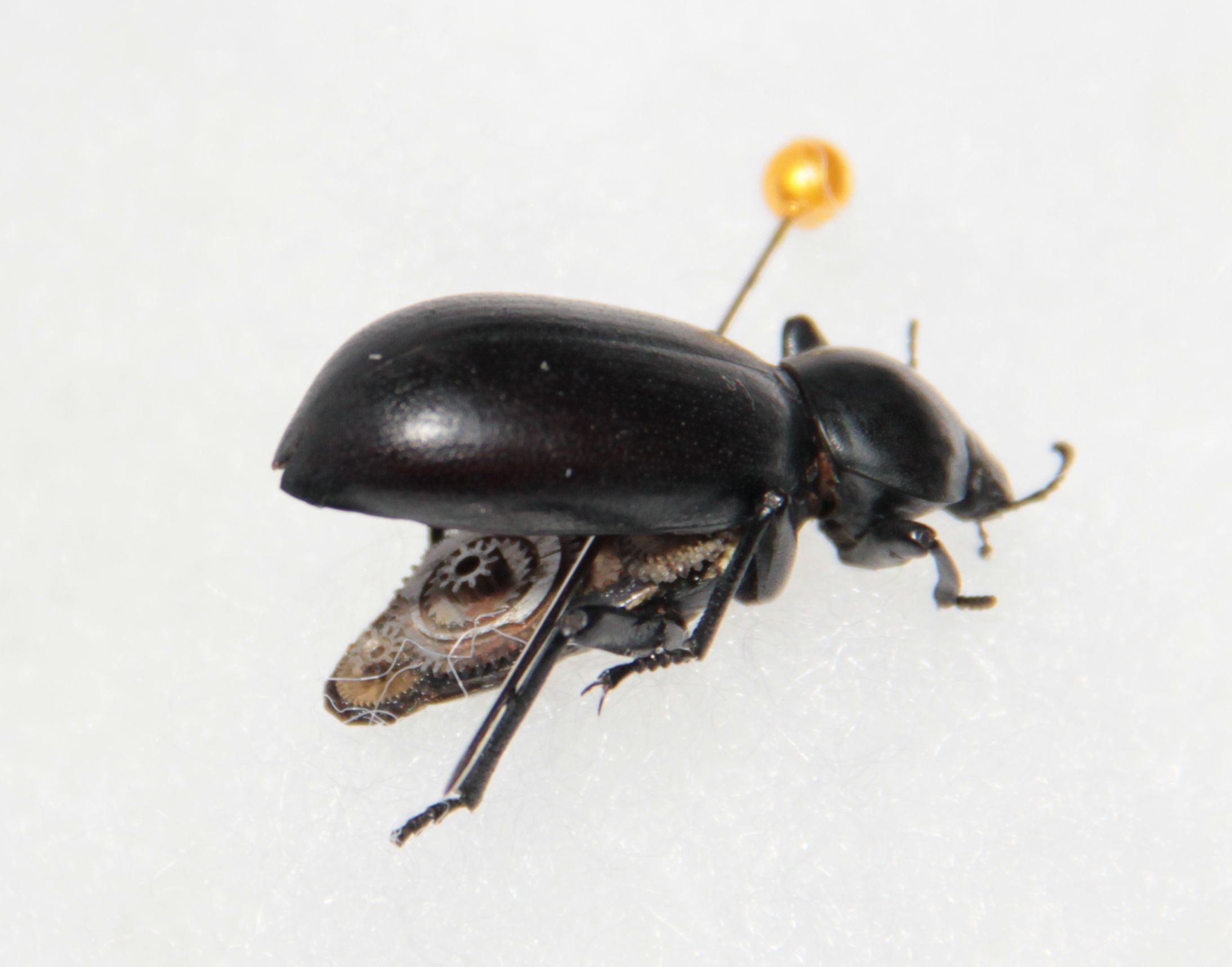 Clockwork Beetle : 6 Steps (with Pictures) - Instructables