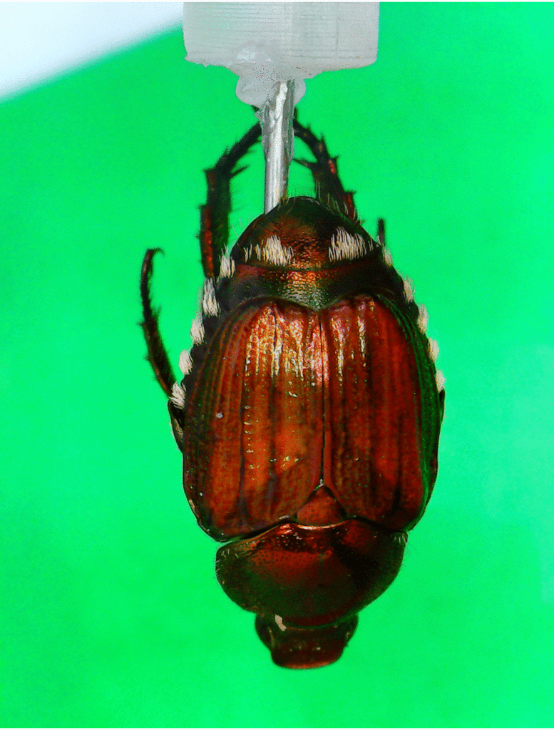 LadyBug: a Motorized Microscope and 3D Scanner for Very Small Things ...
