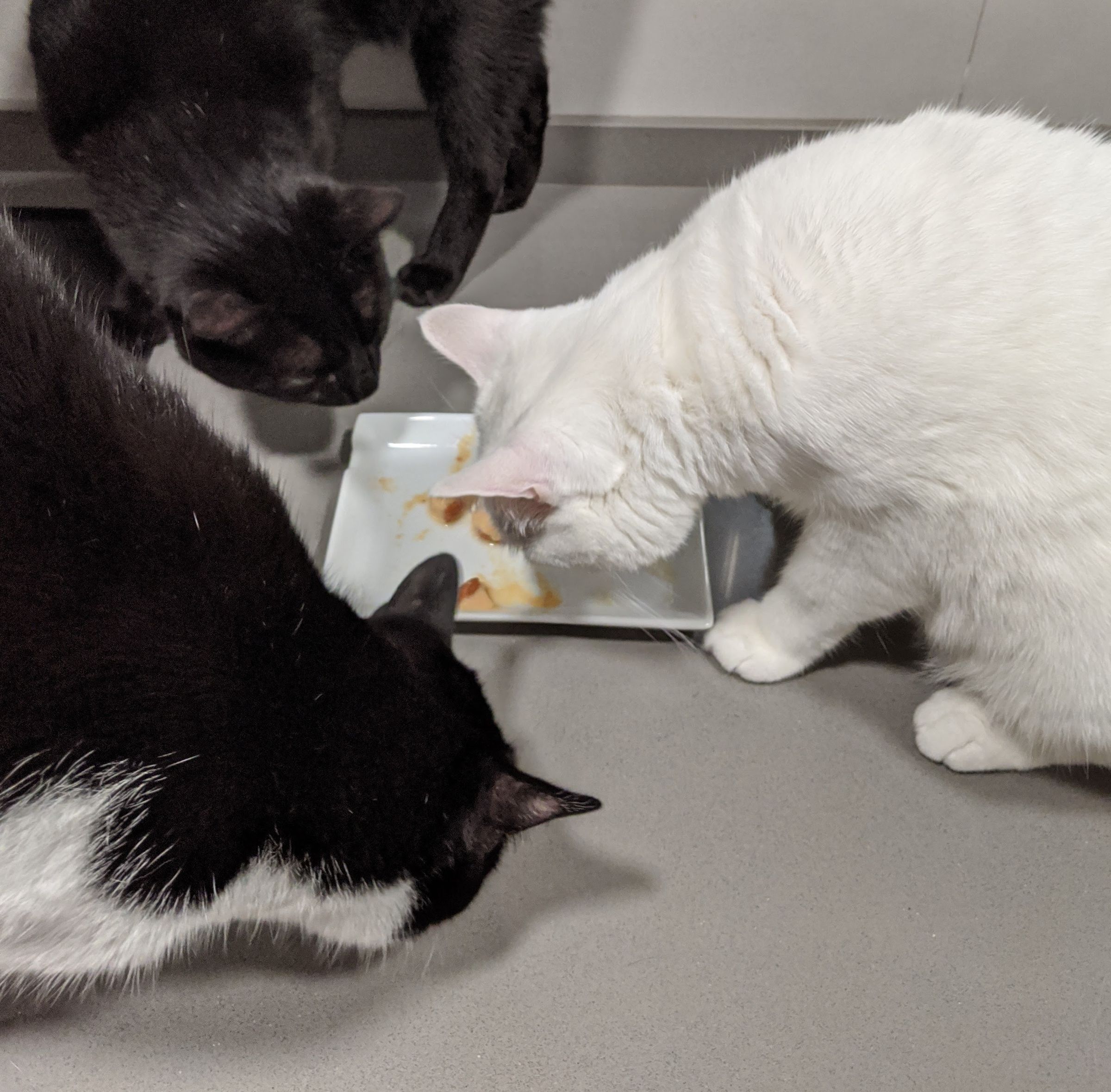 Meow-So-Yummy! Frozen Treats for Cats : 6 Steps (with Pictures ...