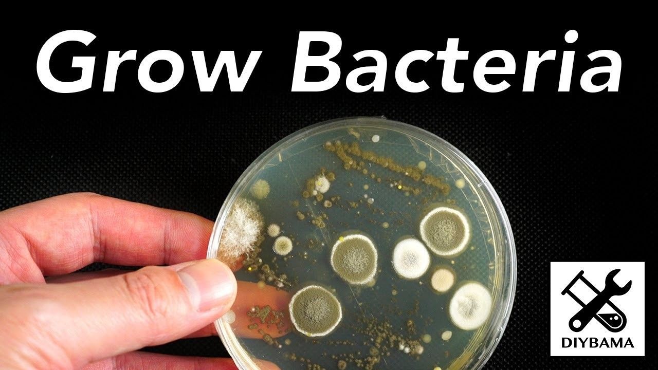 Growing Bacteria at Home : 9 Steps - Instructables