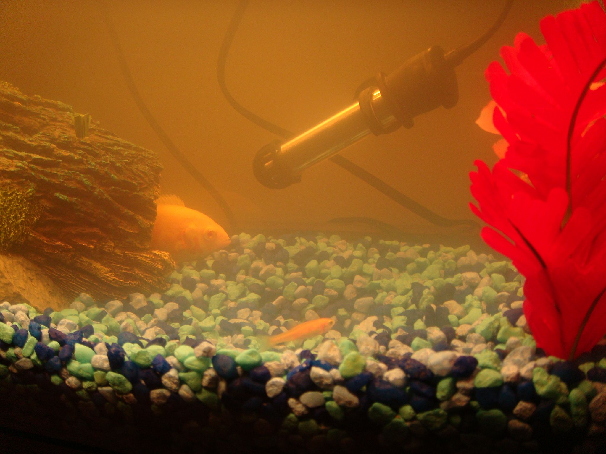 Dirty Tank? Let's Clean It Up! : 10 Steps - Instructables