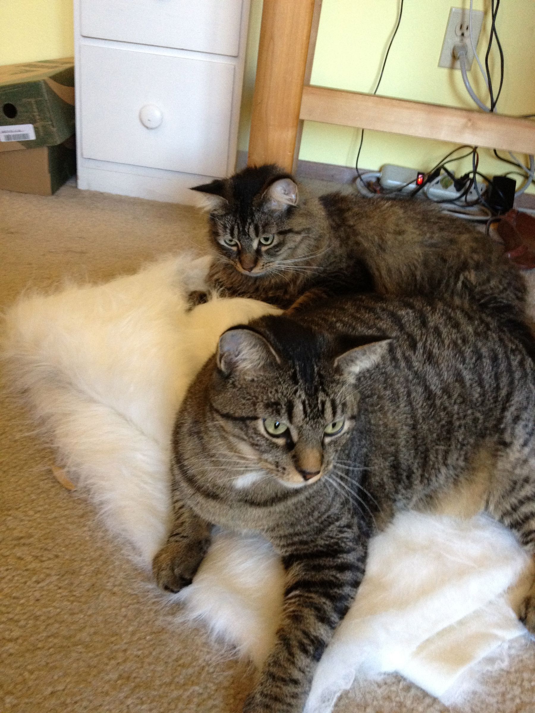 Atreyu Riding Falcor From the Neverending Story! : 7 Steps (with ...