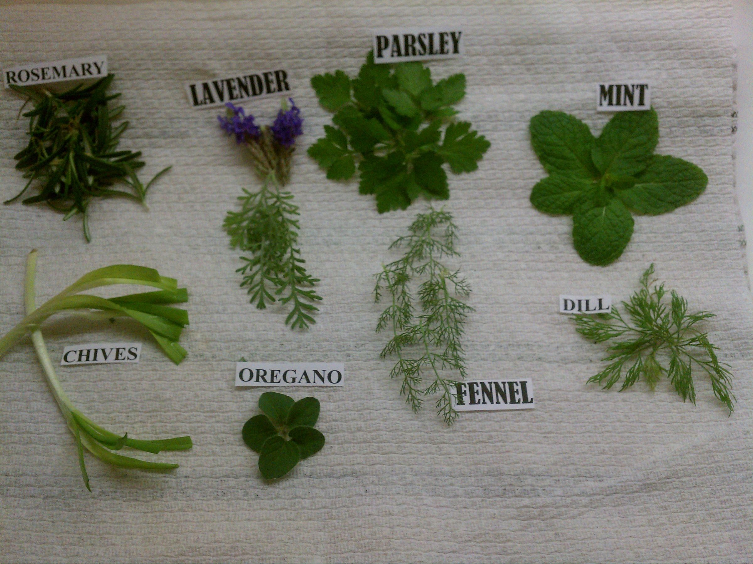 Prepare and Use Fresh Herbs : 6 Steps (with Pictures) - Instructables