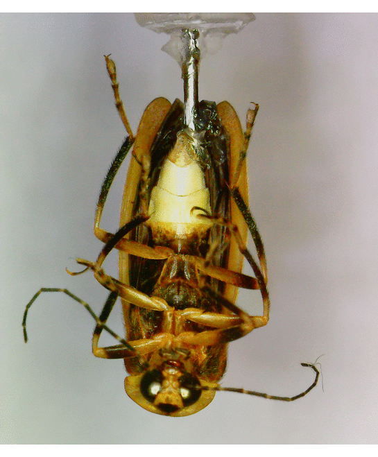 LadyBug: a Motorized Microscope and 3D Scanner for Very Small Things ...