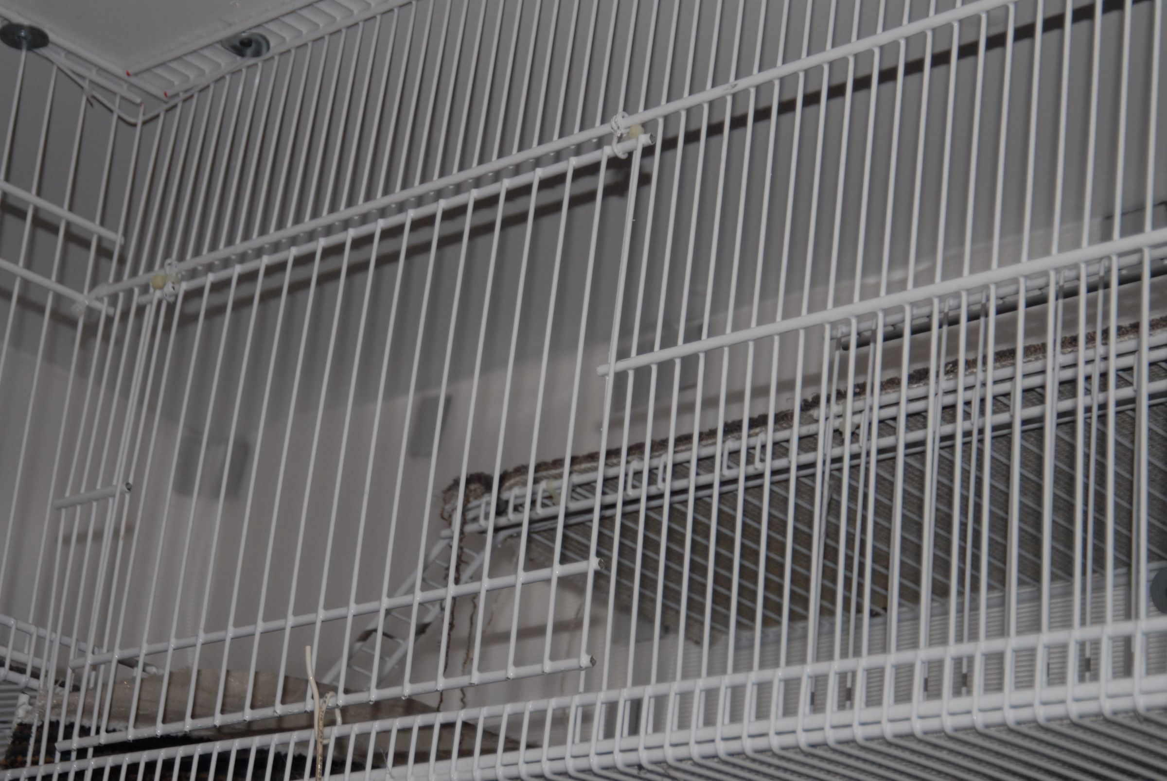 Cat Enclosure - Tunnel, Save Space ('CatWalk Is My Road' - AKahn ...