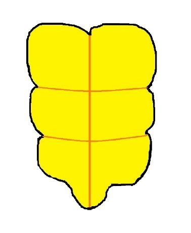 Ninja Turtle Shell Template